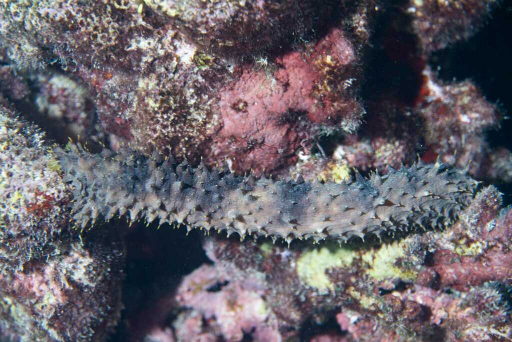 Holothuria from Cook Islands on January 31, 2024 at 10:36 PM by Kirby ...