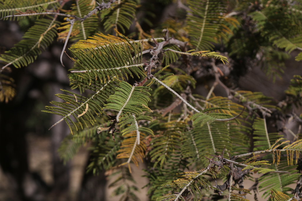 fern-leaf acacia from Monte Albán, Oax., Mexico on January 3, 2024 at ...