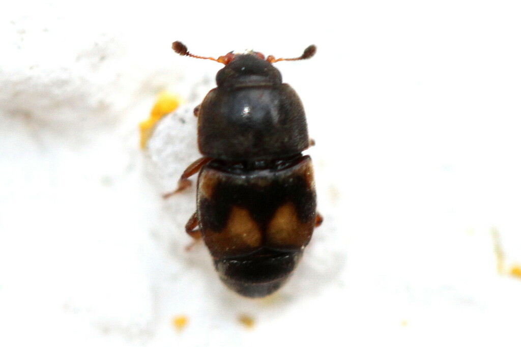 Dried Fruit Beetle from 54 Badem, Germany on October 22, 2020 at 01:11 ...