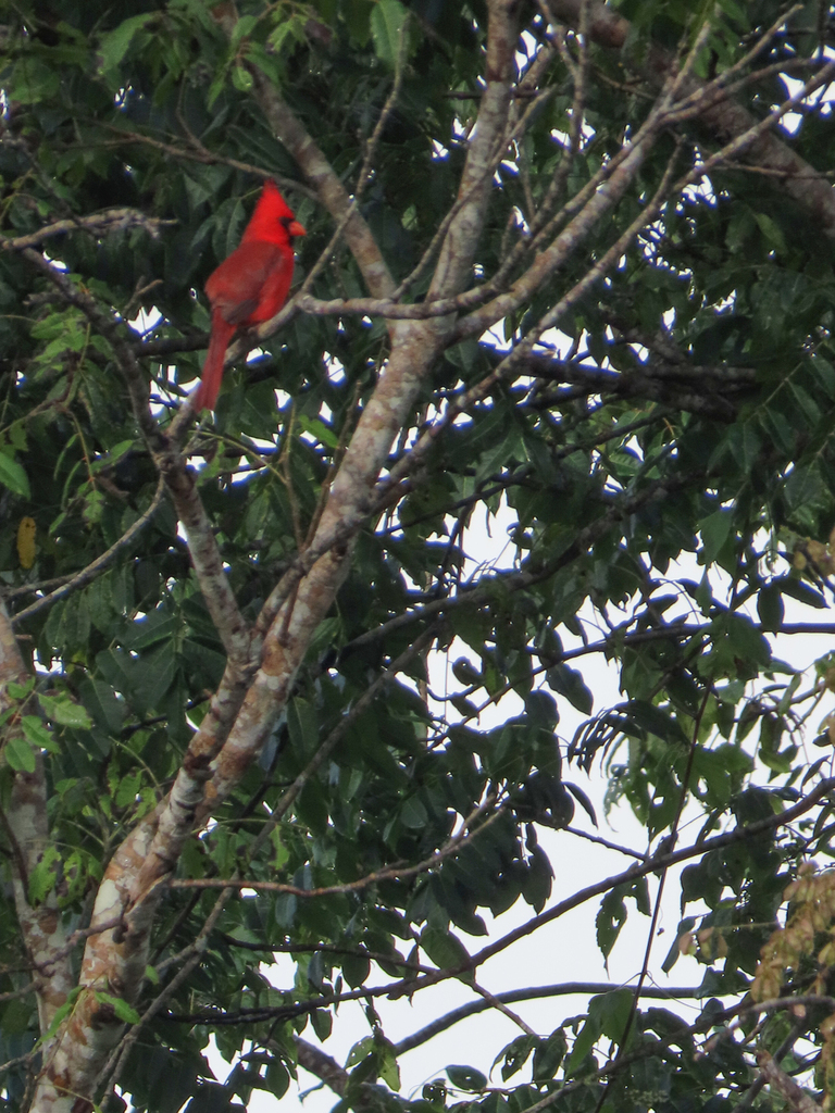 Northern Cardinal from Tizimín Municipality, Yucatan, Mexico on January ...