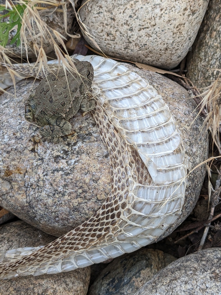 Woodhouse's Toad in August 2023 by Beren Erkan (herper/photographer ...