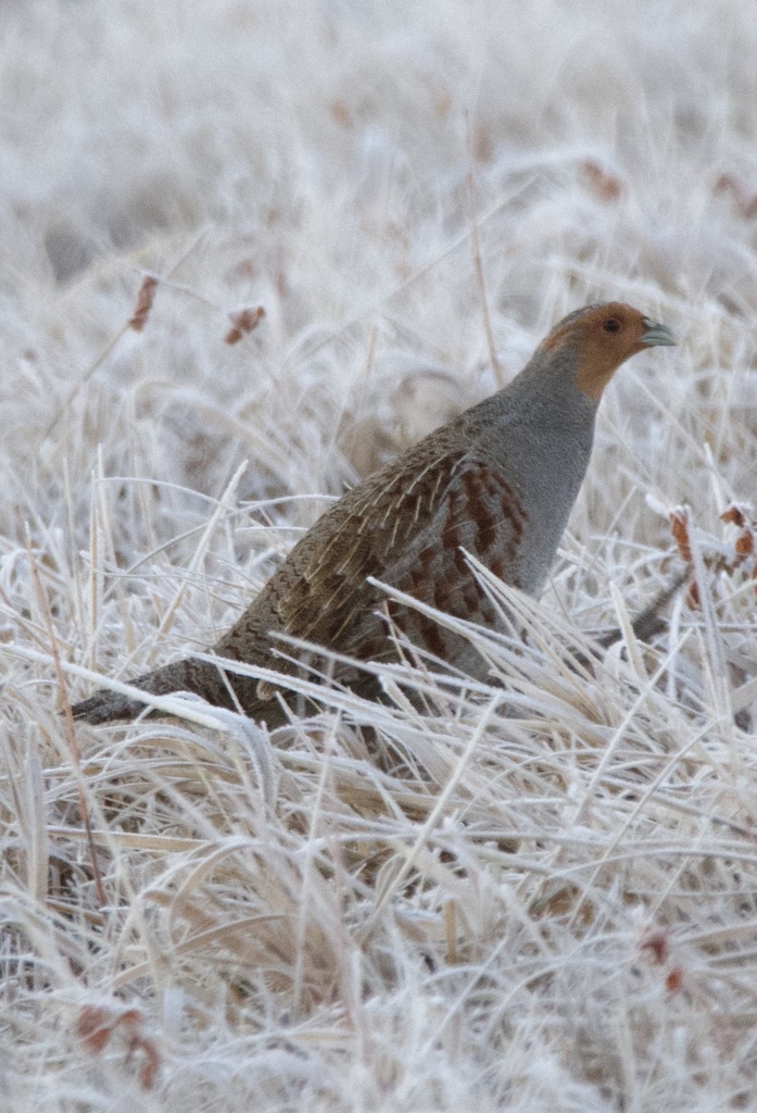 Gray Partridge from 115th St, Barnard, SD, US on February 1, 2024 at 09 ...