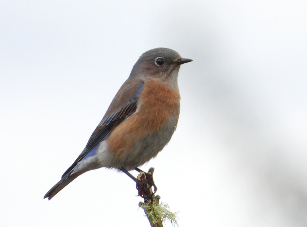 Western Bluebird from Sunset Beach State Rec Area on January 30, 2024 ...