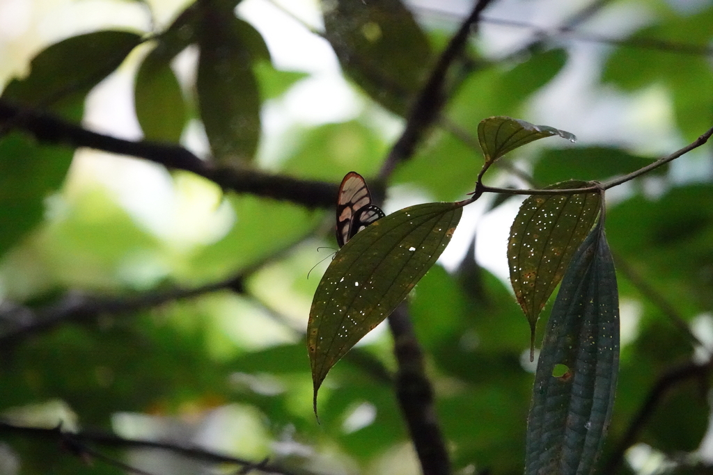 Athesis acrisione from Zamora Canton, Ecuador on January 20, 2023 at 04 ...