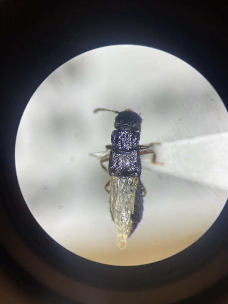 Anotylus from Richmond Nature Park, Richmond, BC, CA on May 17, 2023 at ...