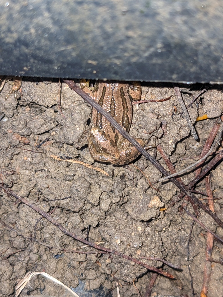 Boreal Chorus Frog in November 2023 by Beren Erkan (herper/photographer ...