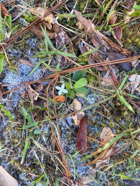 roundleaf bluet from Oxbow Ecocenter Trail, Port Saint Lucie, FL, US on ...