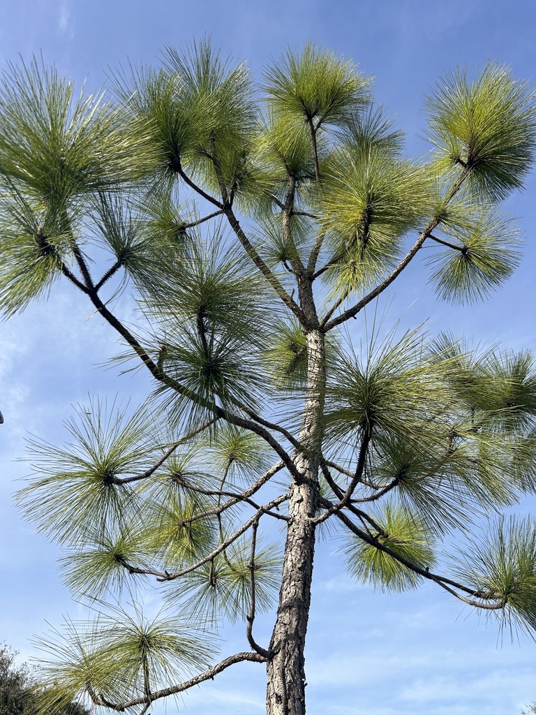 longleaf pine from University of South Florida, Tampa, FL, US on ...
