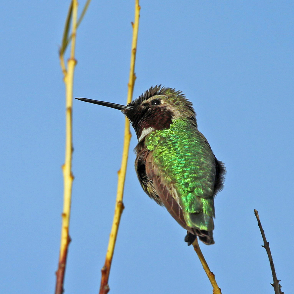 Anna's Hummingbird from Arcadia, CA, USA on January 27, 2024 at 05:15 ...