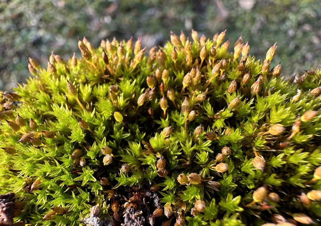 Anomalous Bristle-moss from Hauptfriedhof, Mainz, Rheinland-Pfalz, DE ...