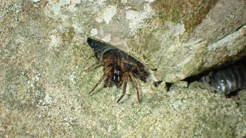 Snake-back Spider from Weston-super-Mare, Royaume-Uni on 01 February ...