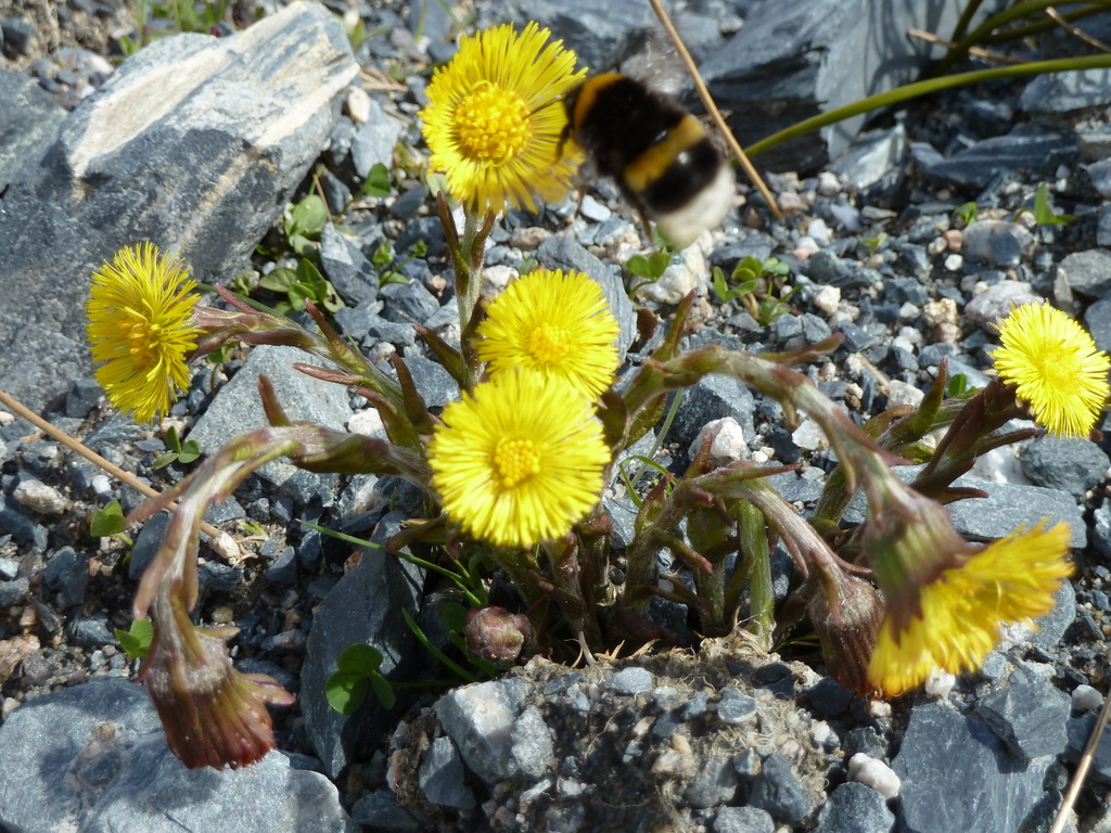 colt's-foot from Dee and Glenkens Ward, Newton Stewart, Scotland, GB on ...