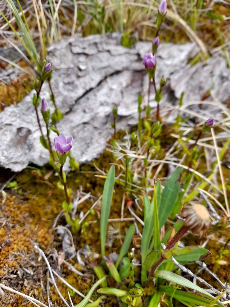 Felwort from Lago Argentino, AR-SC, AR on January 30, 2024 at 11:25 AM ...