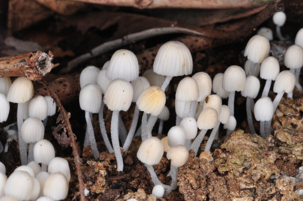 Coprinellus sect. Disseminati from Petrópolis, Manaus - AM, Brasil on ...