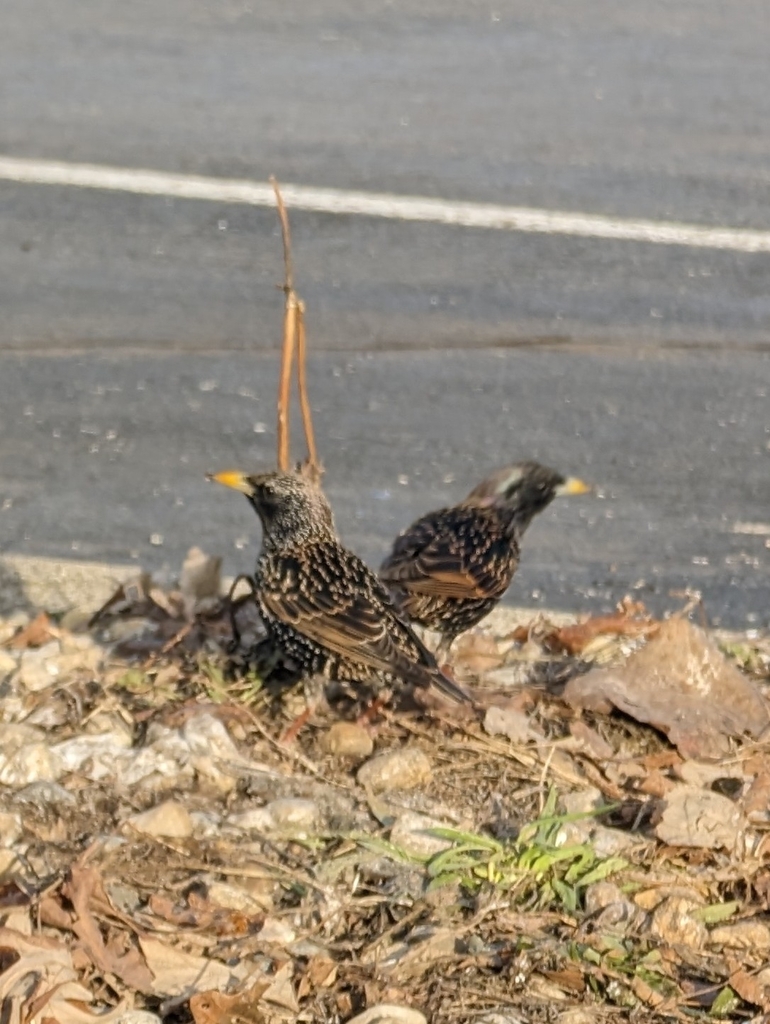 European Starling from E 82nd / Castleway, Indianapolis, IN 46250, USA ...