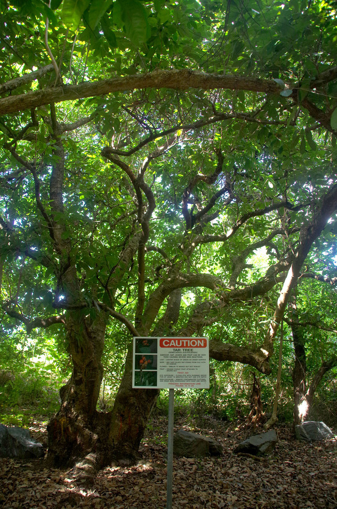 tar tree from Mowbray QLD 4877, Australia on May 23, 2013 at 01:57 PM ...