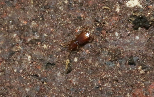 Pelodiaetus nunni · iNaturalist