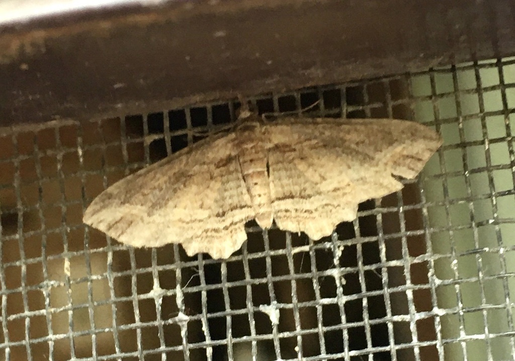 Australian Pug Moth from Breakneck, Yarra Glen, VIC, AU on February 2 ...