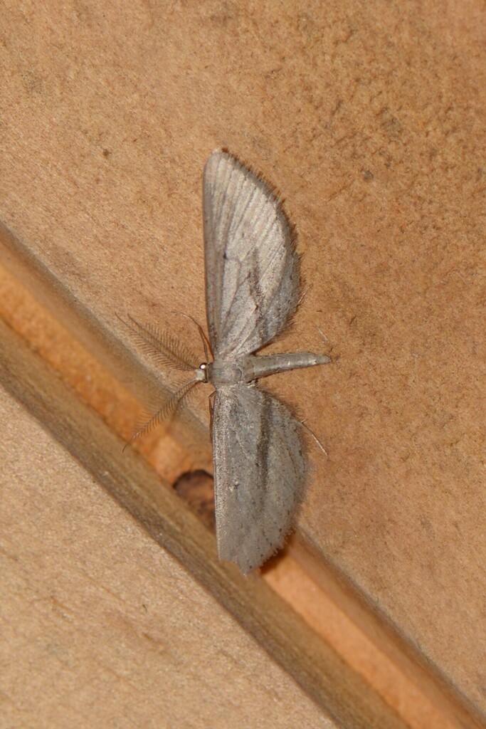 Butterflies and Moths from Refugio Cerro de Arcos, Loja, Ecuador on ...
