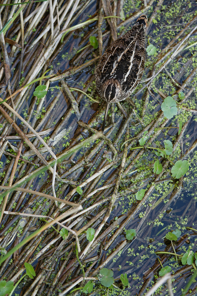 Wilson's Snipe from Sarasota County, FL, USA on January 20, 2024 at 05: ...