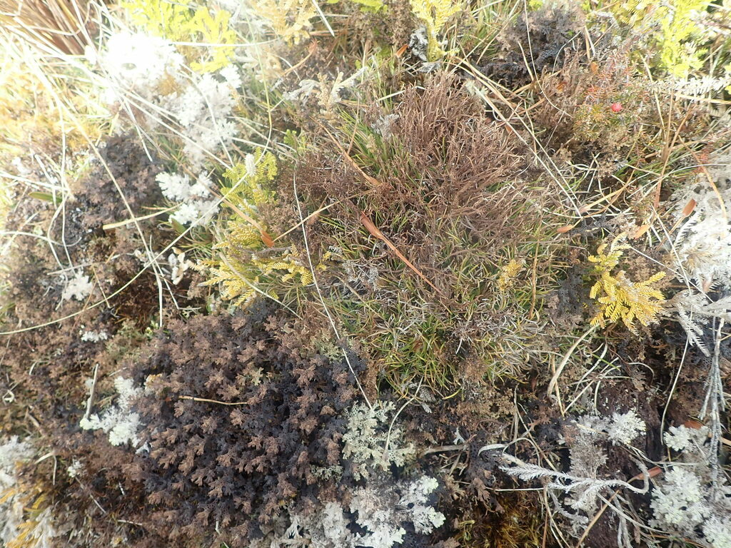 Spiny Heath Lichen from Southland District, Southland, New Zealand on ...