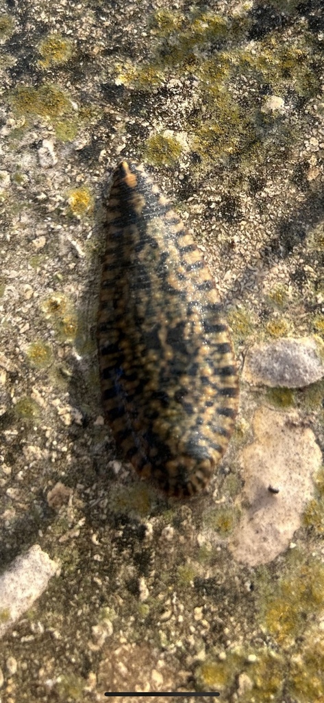 Smooth Turtle Leech from Tolle Rd, Cibolo, TX, US on 01 February, 2024 ...