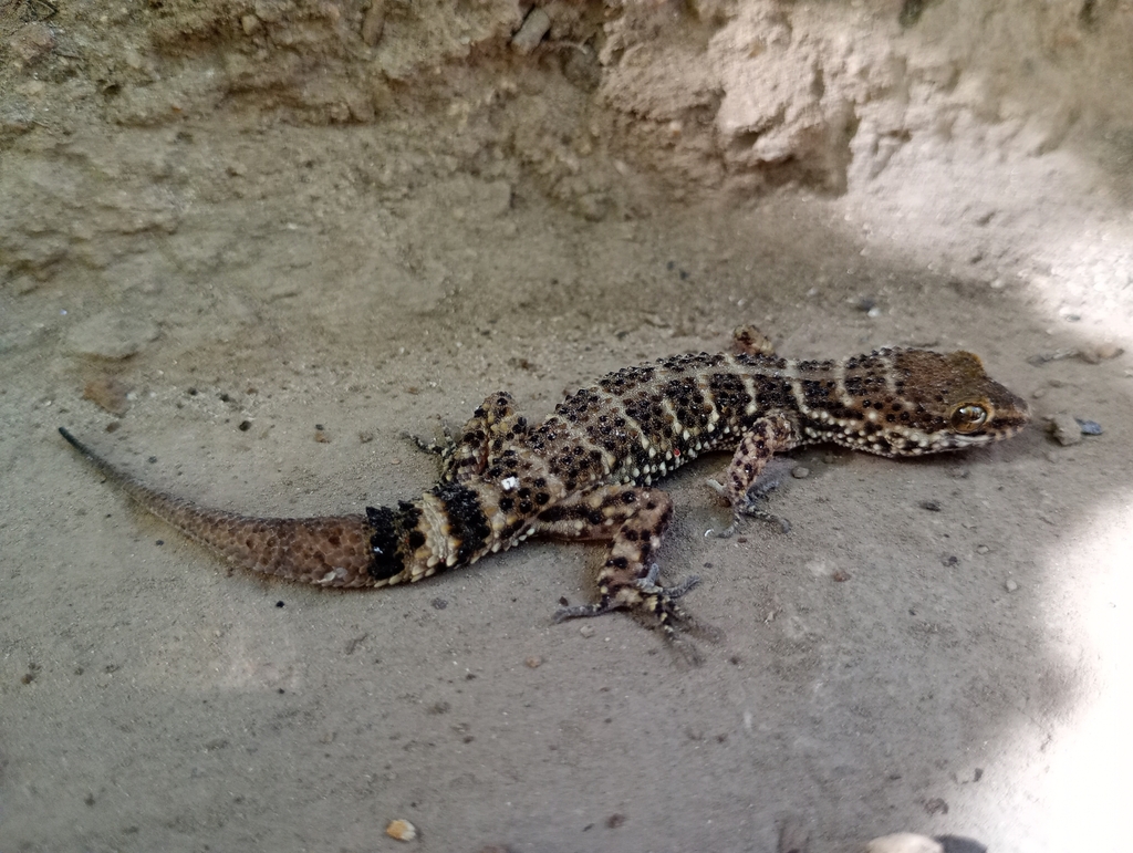 South American Marked Gecko from San Alberto, AR-CB, AR on January 28 ...