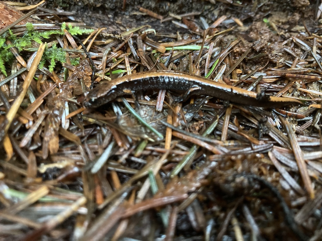 Western Red-backed Salamander in January 2024 by Beth Sheppard ...