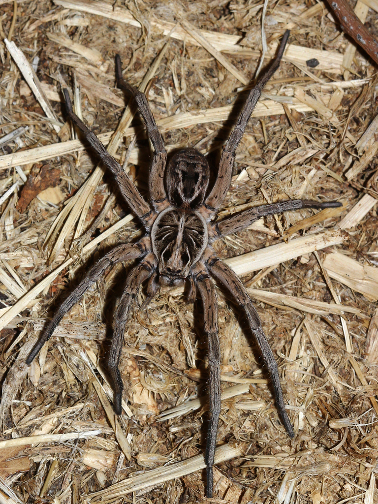 Union-Jack Wolf Spiders from Gunnedah NSW 2380, Australia on November ...
