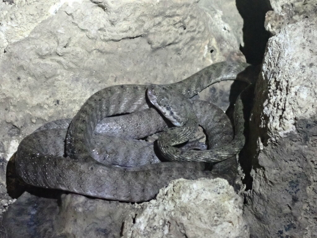 Brown Tree Snake from Raja Ampat Regency, West Papua, Indonesia on ...