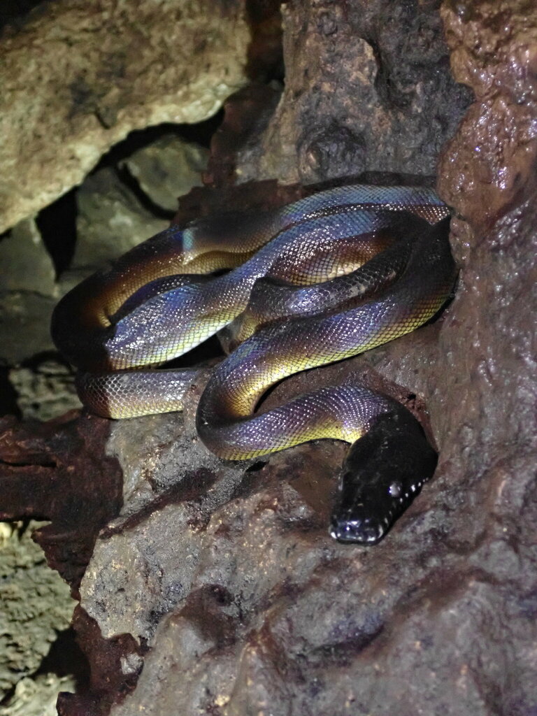 D’Albertis' Python from Raja Ampat Regency, West Papua, Indonesia on ...