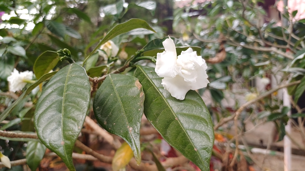 Crepe Jasmine from Villavicencio, Meta, Colombia on February 1, 2024 at ...