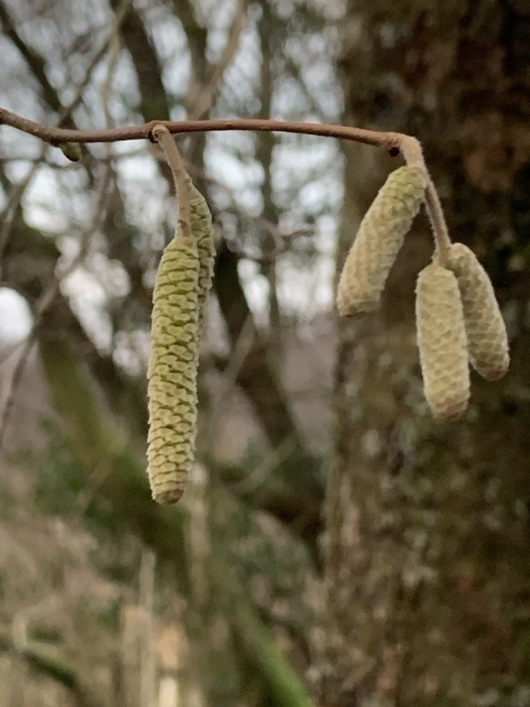 common hazel from Old Glencoe Road, Ballachulish, Scotland, GB on 01 ...