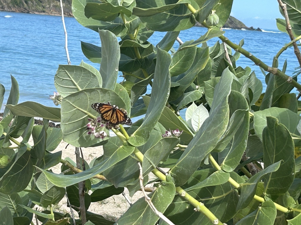 Monarch from Parque National Balneario Seas, Fajardo, Puerto Rico, US ...