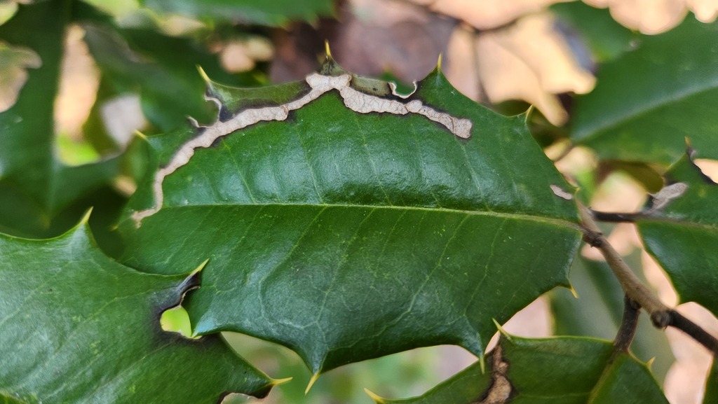 Winged and Once-winged Insects from Owen Brown, Columbia, MD, USA on ...