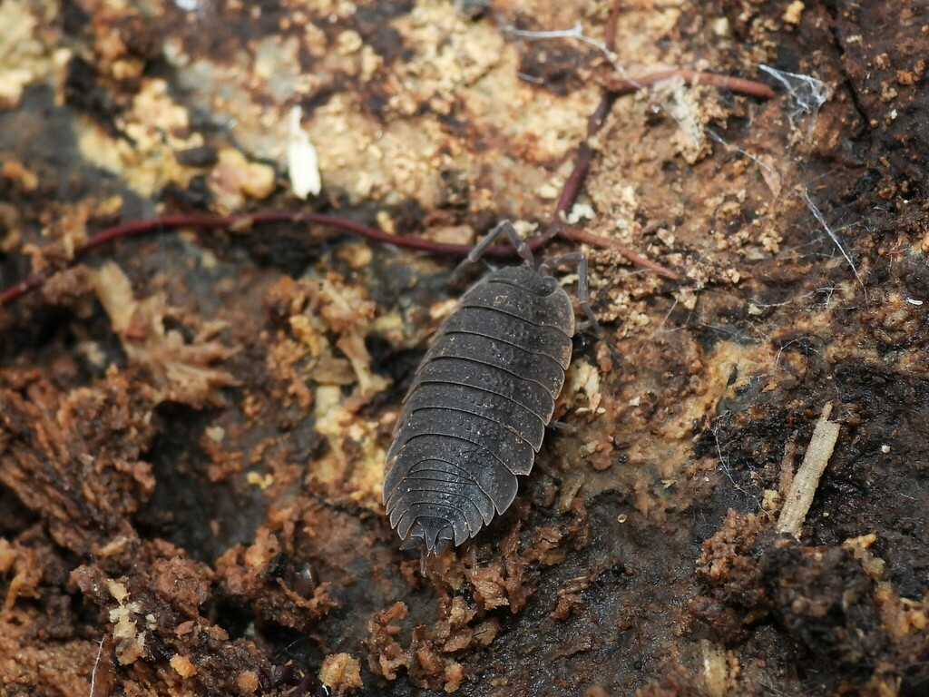 Common Rough Woodlouse from Piscataway, NJ 08854, USA on February 1 ...