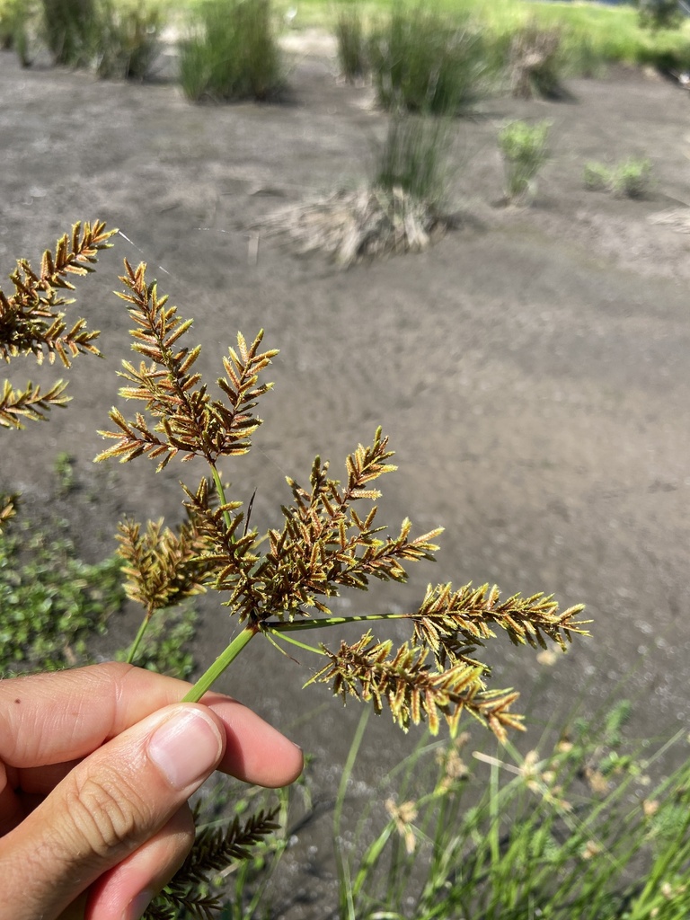 Giant Sedge from Marcella St, Forster, NSW, AU on February 2, 2024 at ...