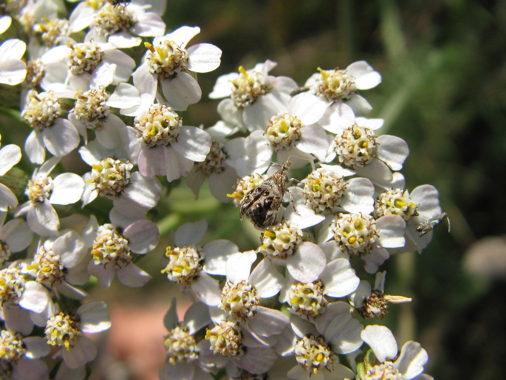 Everlasting Tebenna Moth from Chisago County, MN, USA on November 1 ...