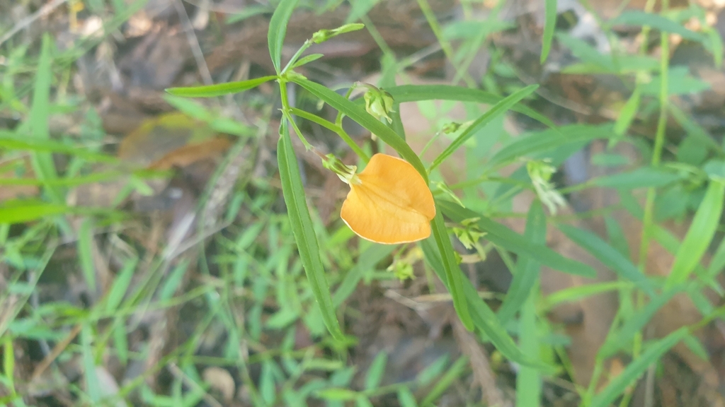 spade flower in February 2024 by Peta · iNaturalist