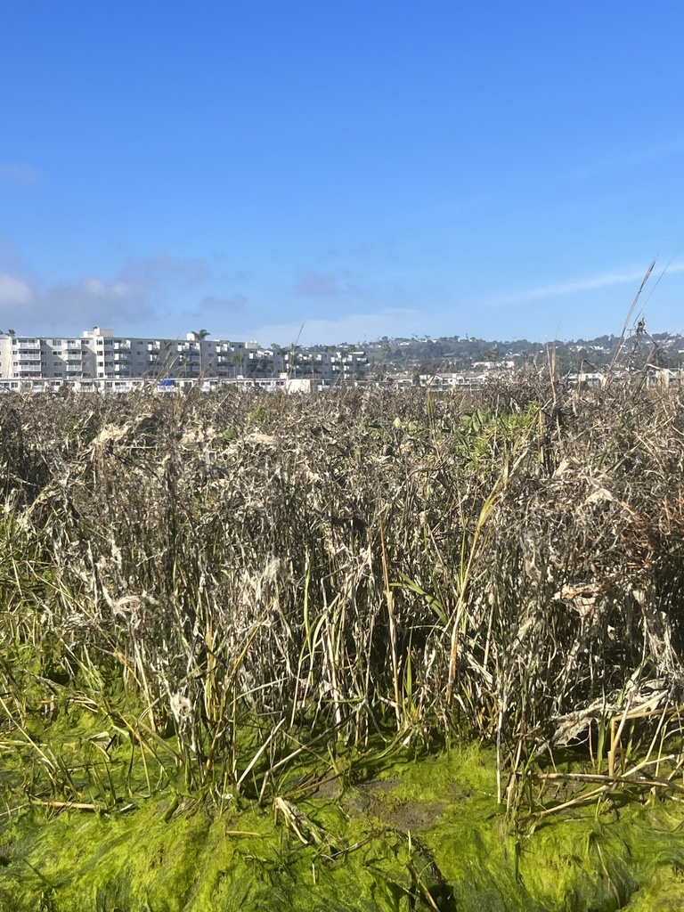 California Cordgrass from Pacific Passage, San Diego, CA, US on January ...