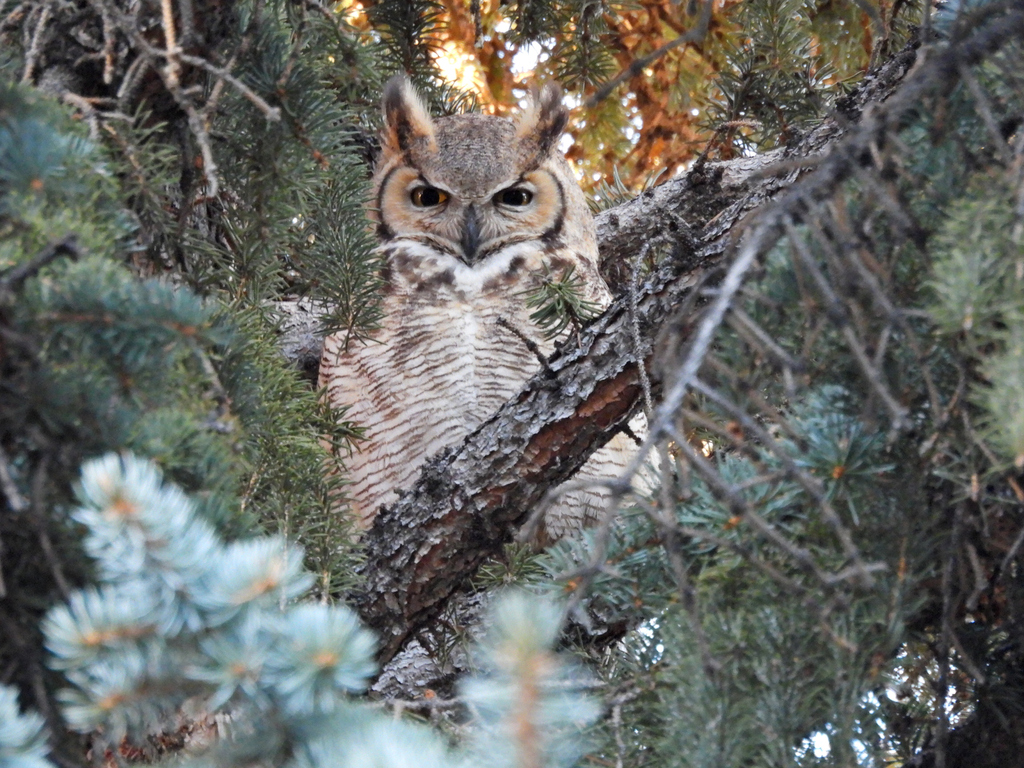 Great Horned Owl from Laramie, WY, USA on February 1, 2024 at 04:47 PM ...