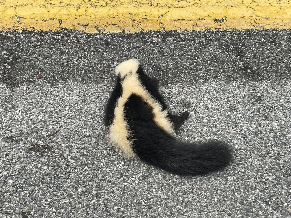 Striped Skunk from Gettysburg National Military Park, Gettysburg, PA ...