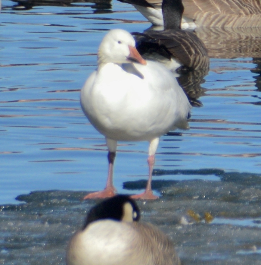 Snow Goose from 1 Lake Ave, Colorado Springs, CO 80906, USA on February ...