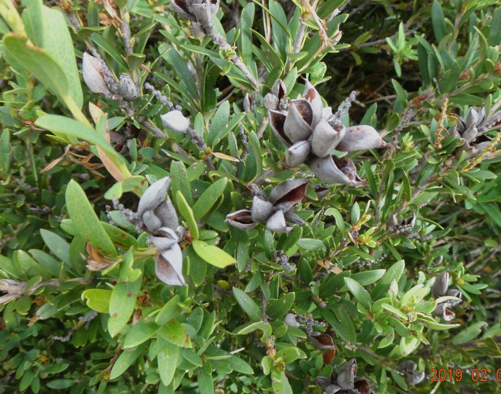 Alpine Orites from Nelse VIC 3699, Australia on February 4, 2019 at 08: ...