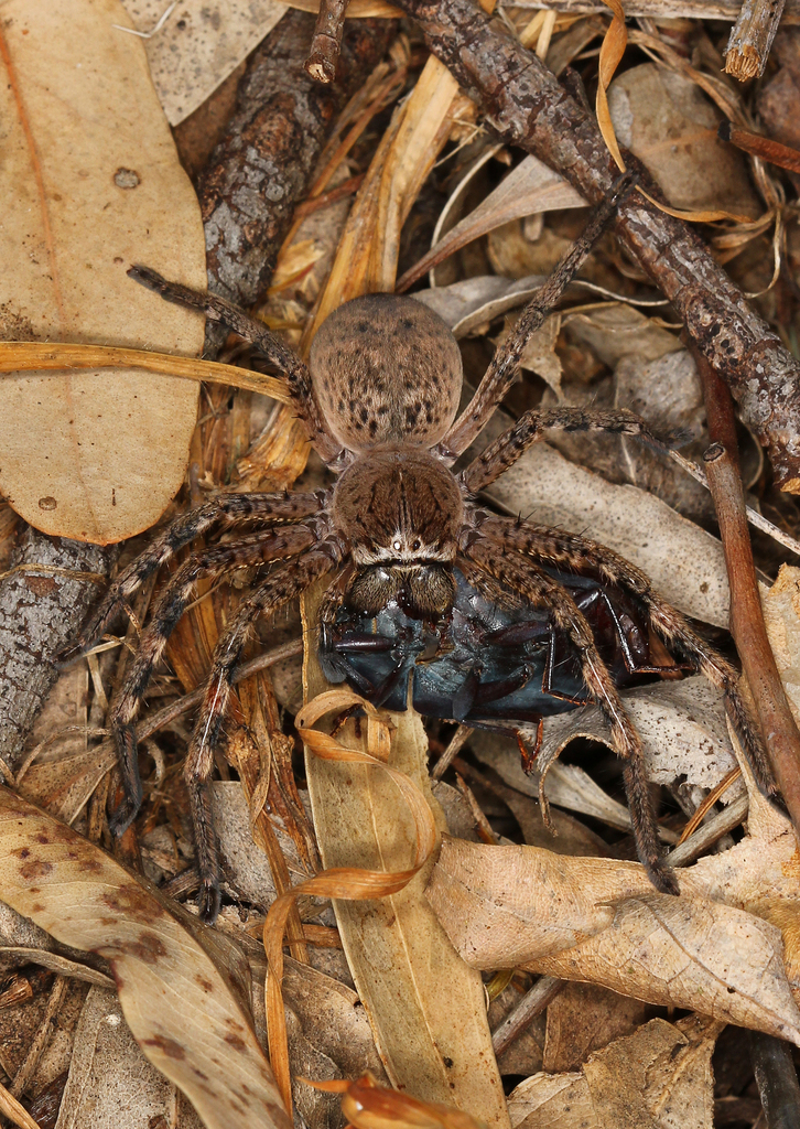 Beautiful Badge Huntsman from Inverell NSW 2360, Australia on October ...