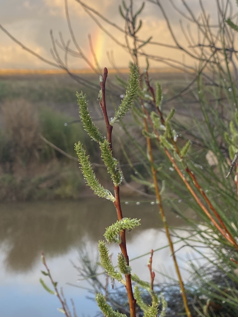 Arroyo Willow from Freshwater Crk, Chico, CA, US on 01 February, 2024 ...