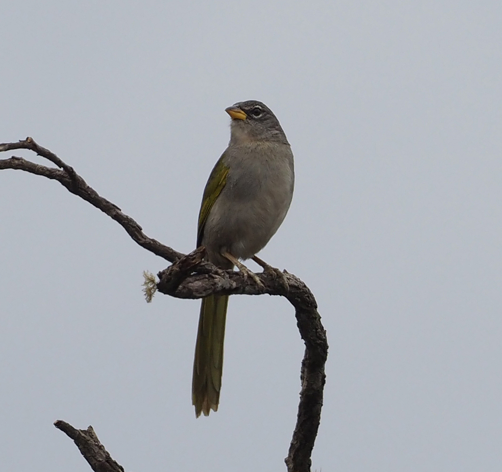 Pale-throated Pampa-Finch from Maned Wolf Poop Hike - State of Minas ...