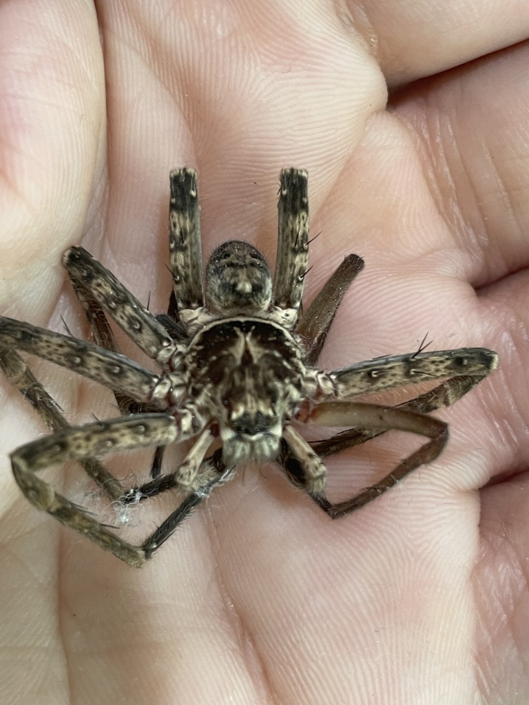 Jungle Huntsman Spider in February 2024 by Christalla · iNaturalist