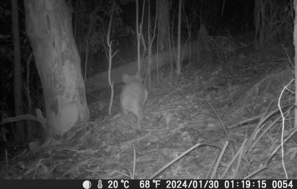 Koala from Olney State Forest, Ravensdale, NSW, AU on January 30, 2024 ...