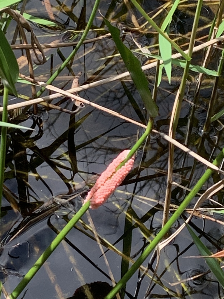 Island Apple Snail from Northlake Blvd, West Palm Beach, FL, US on ...